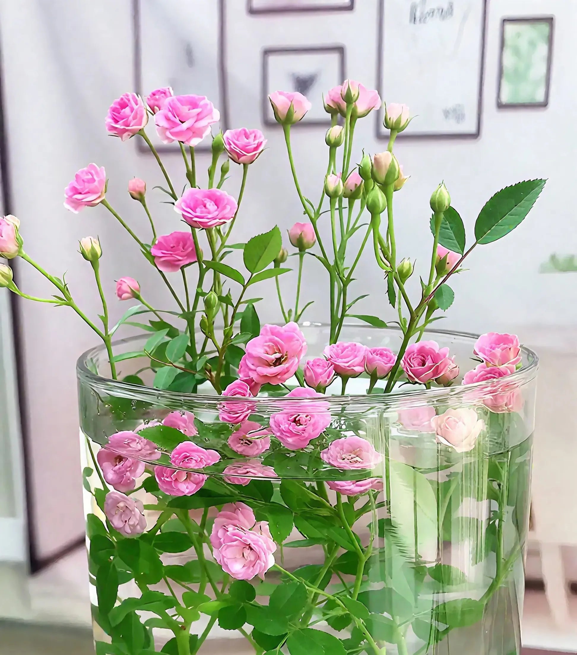 Water Beauty Rose-Miniature bonsai roses, blooming all year round, pot ...